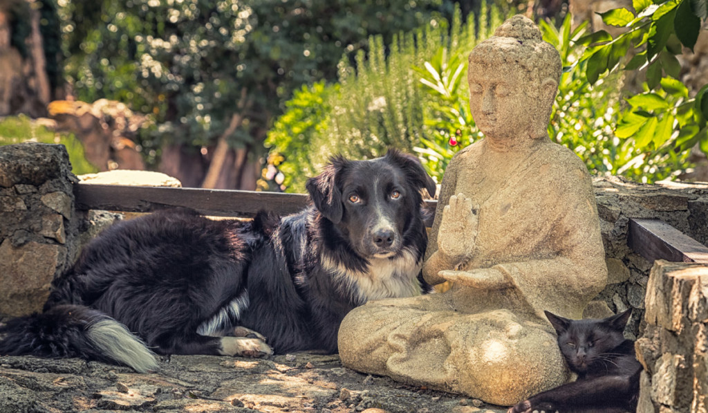 Gentle QiGong Healing for Animals – Elizabeth Severino – Animal ...